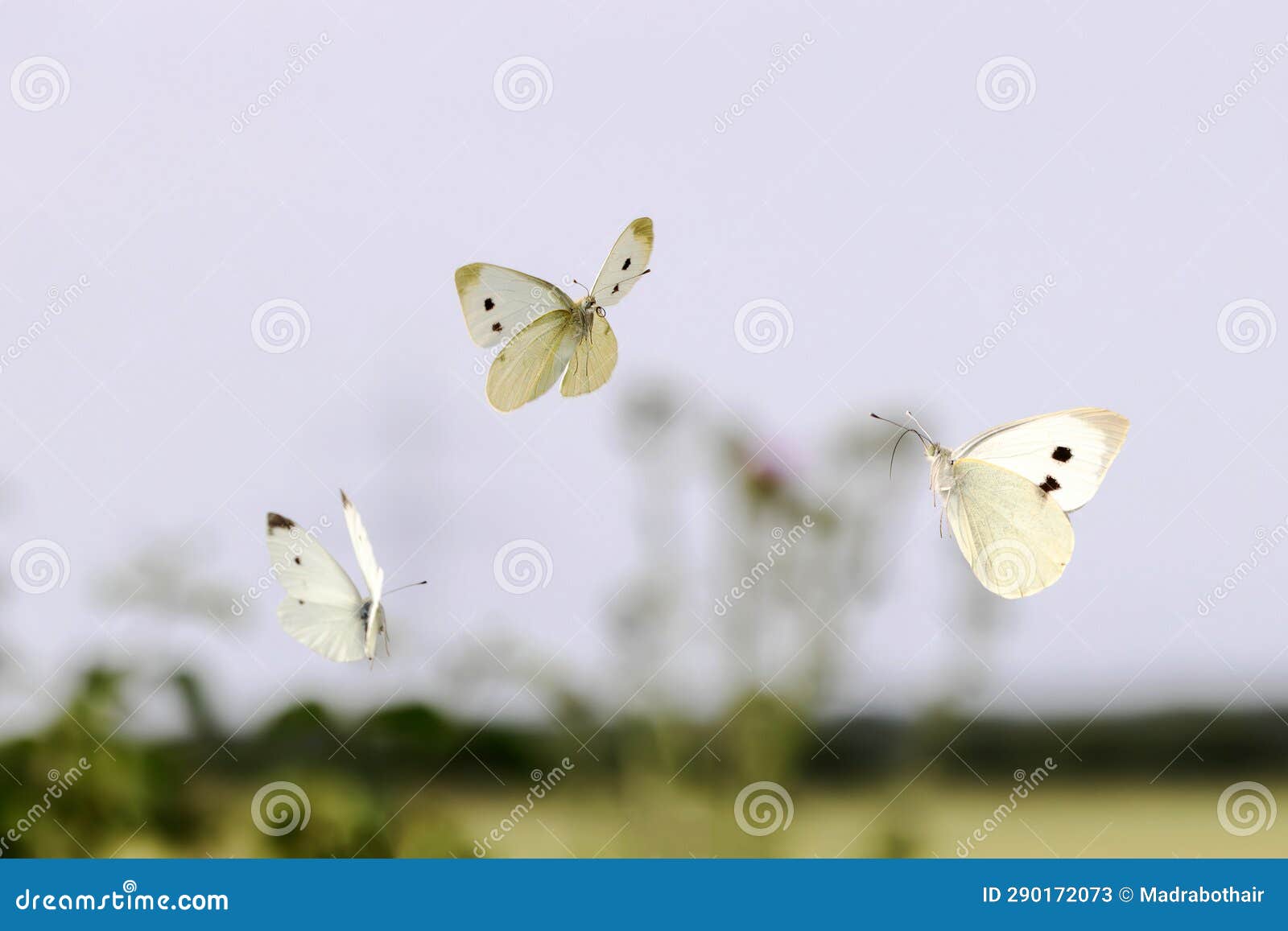 Three Cabbage White Butterflies Fly in the Air Over a Field Stock Image ...