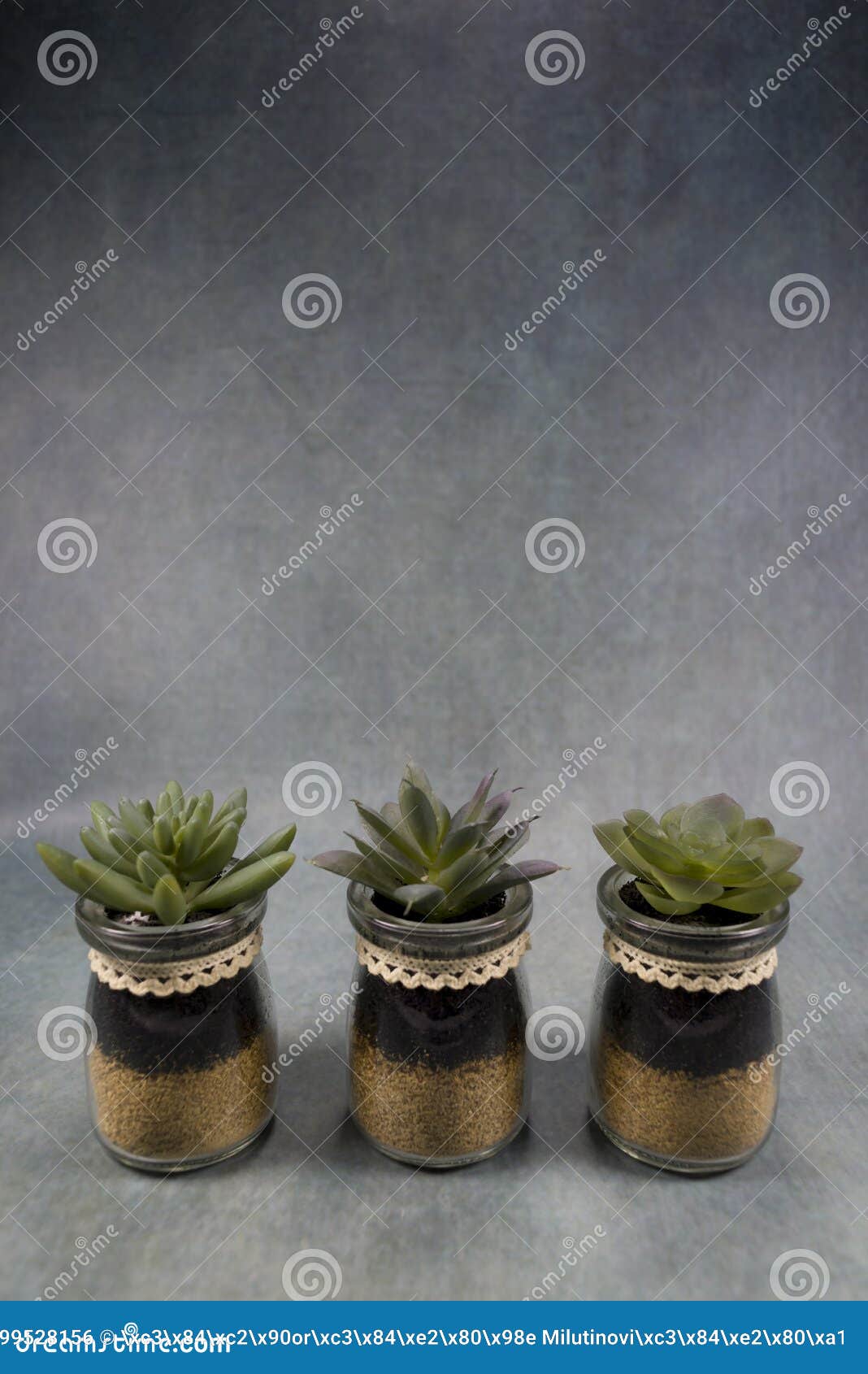 Three Cacti on Grey Background, Composition. Stock Photo - Image of ...