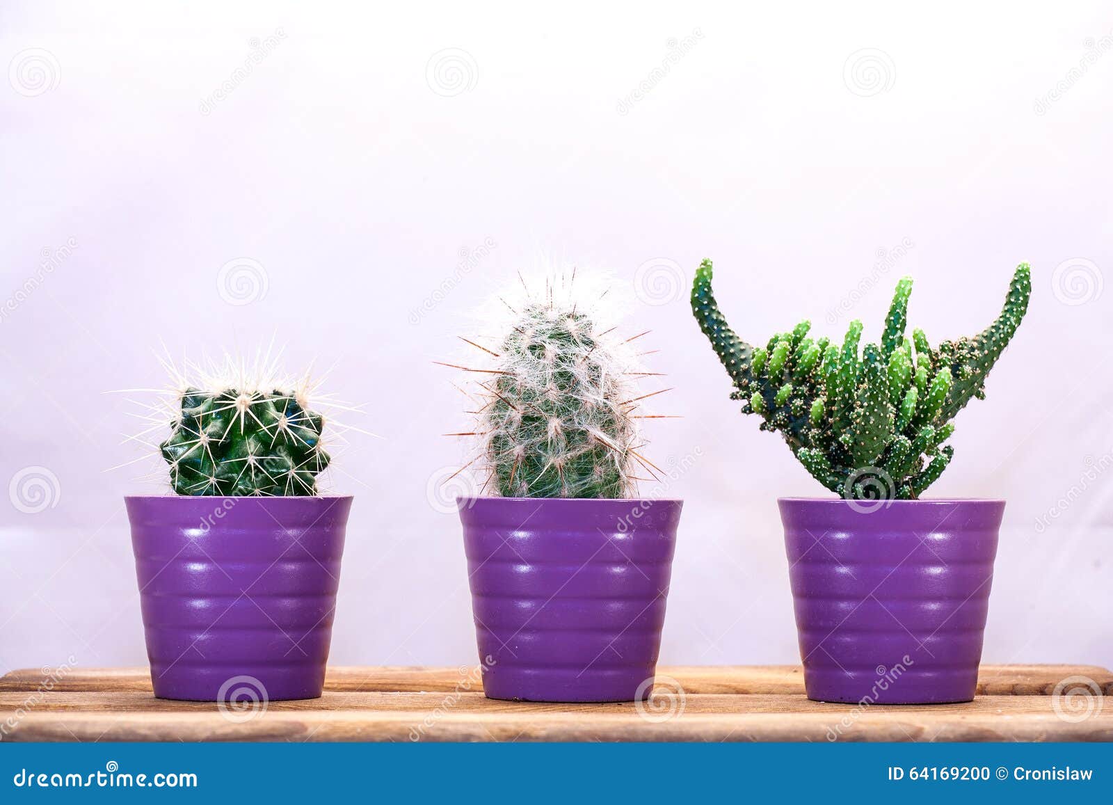 Three cacti in a row. stock photo. Image of potted, spiked - 64169200