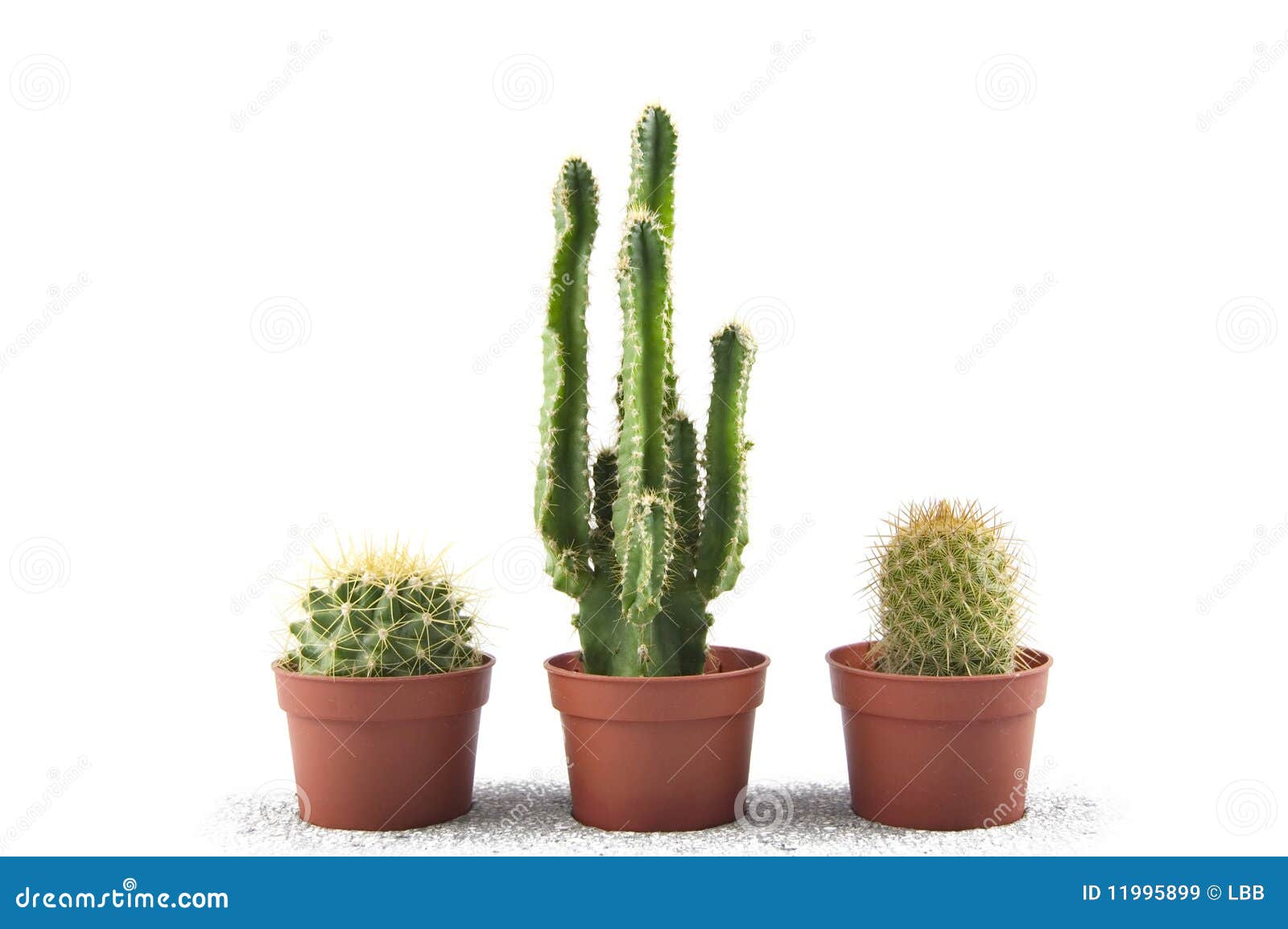 Three_cacti_on_white imagen de archivo. Imagen de flor - 11995899