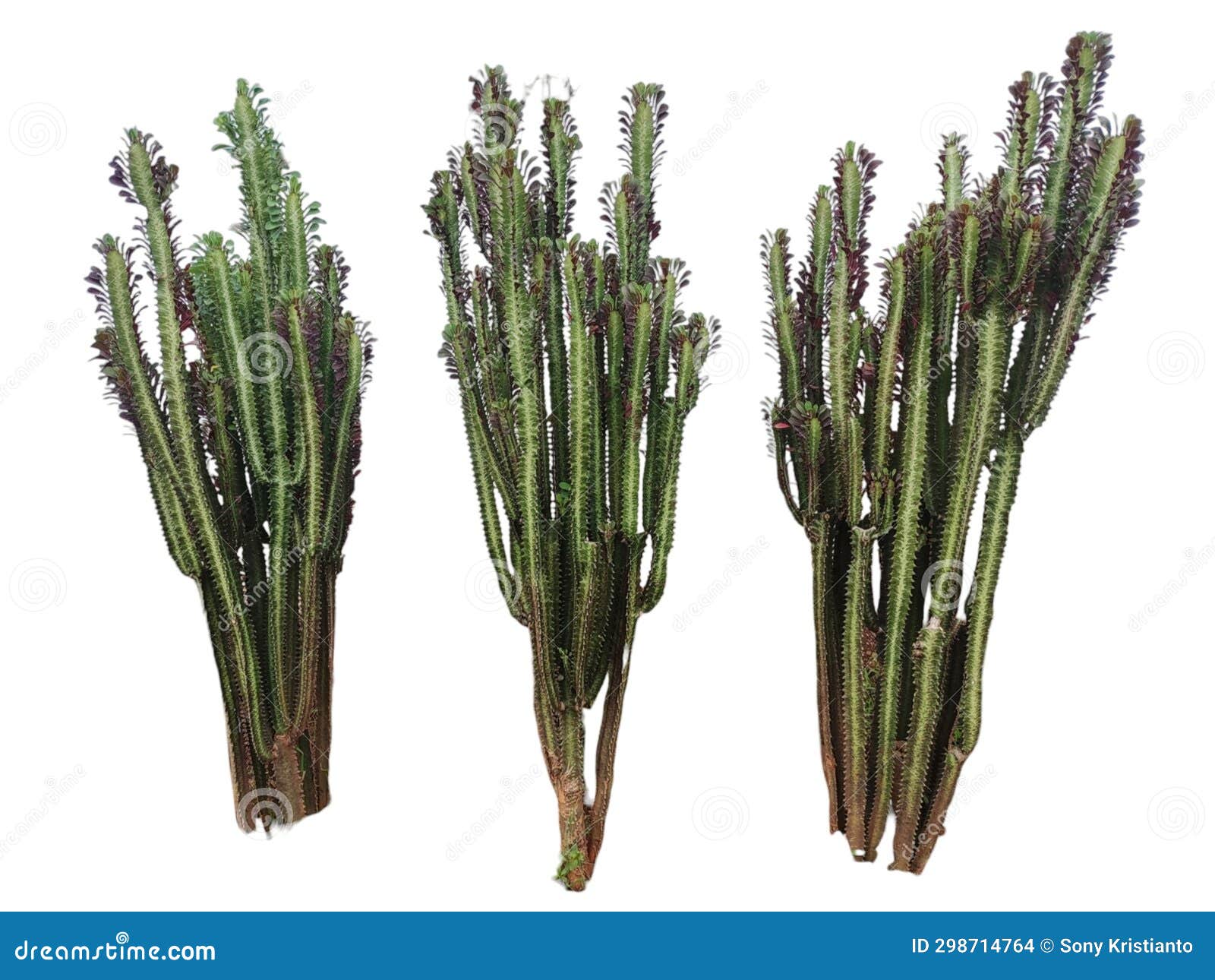 Three Cactus Plants Isolated White Background. Stock Photo - Image of ...