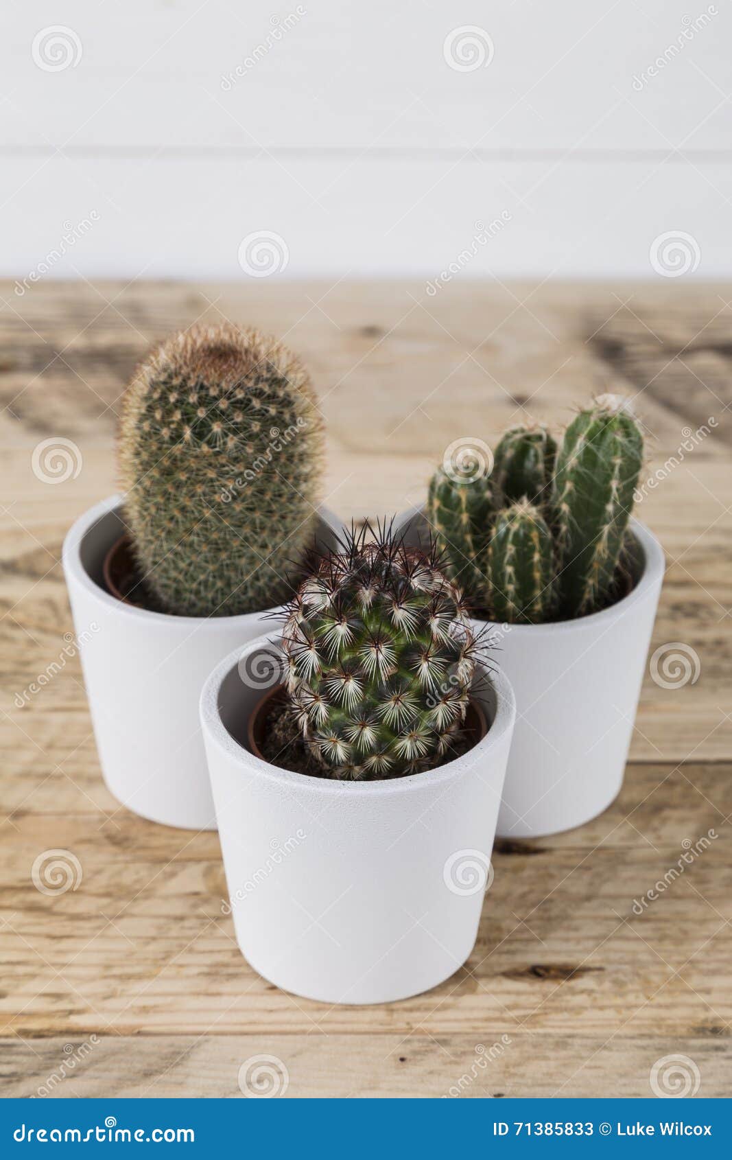 Three Cactus Plants in Pots Stock Image - Image of decoration, boho ...