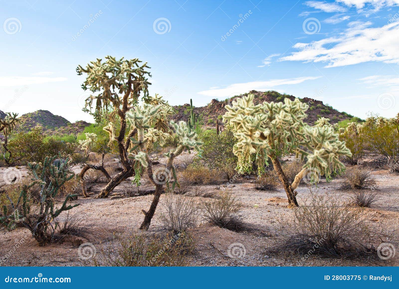 Three Cactus Trees stock image. Image of desert, arizona - 28003775