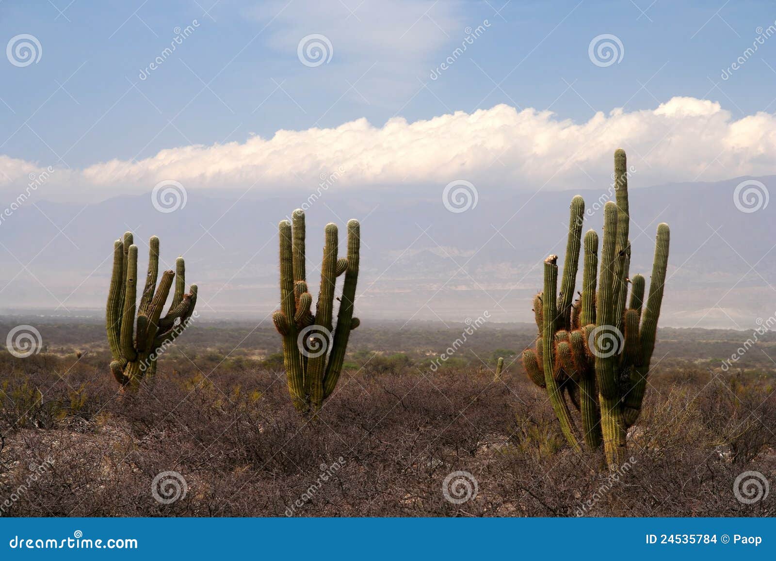 Three cactuses stock photo. Image of hill, thorns, outdoor - 24535784