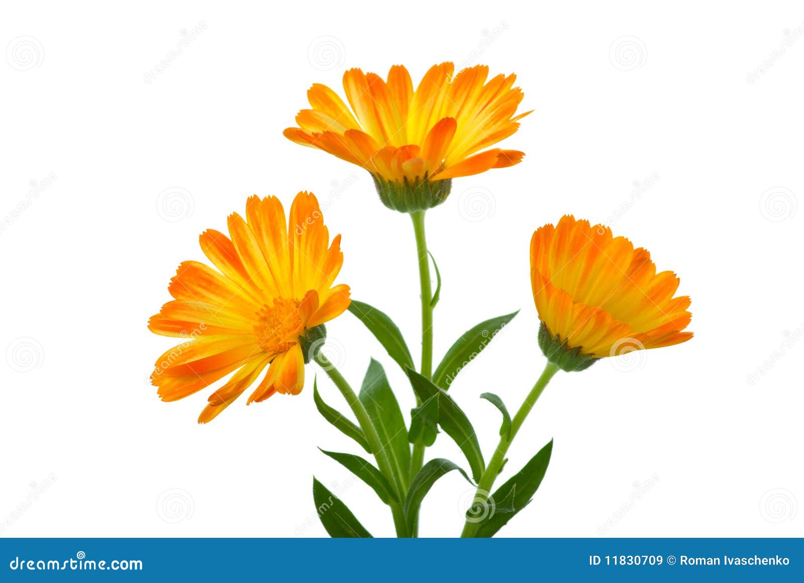 Three calendula flowers stock image. Image of three, decorative - 11830709