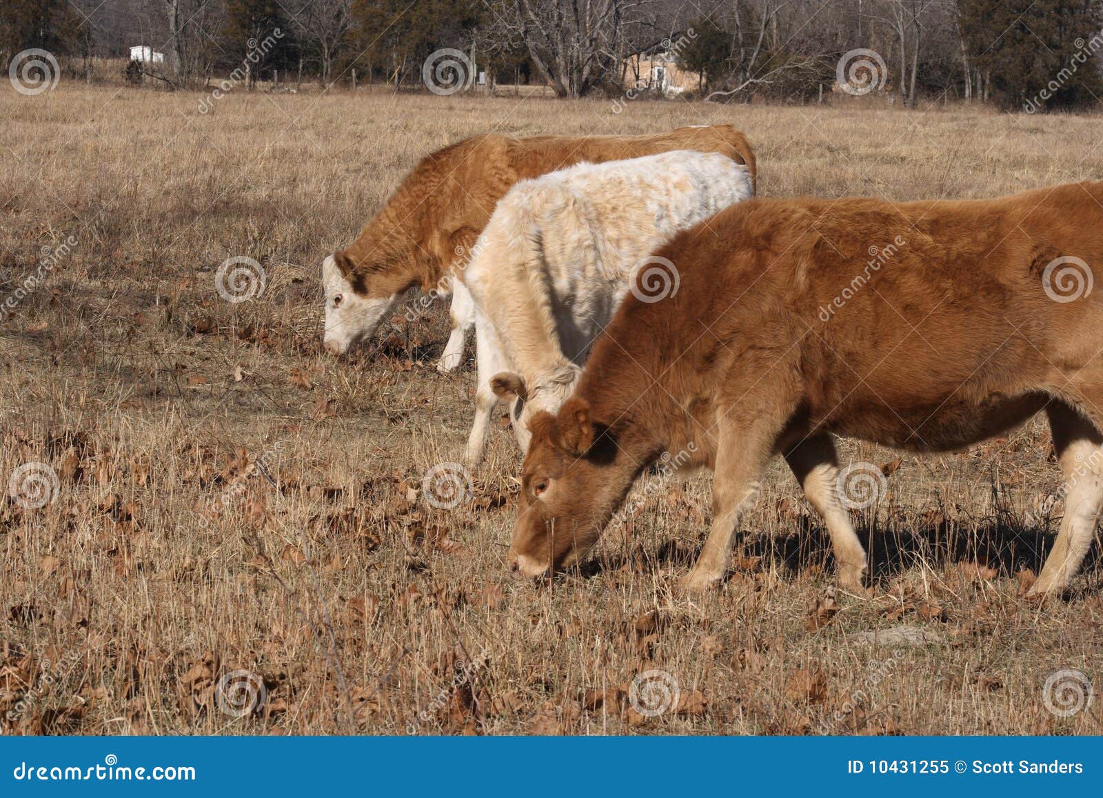 Three calves stock image. Image of calves, mammal, eating - 10431255