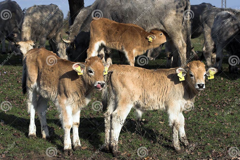 Three calves stock photo. Image of beef, farming, rural - 11825852