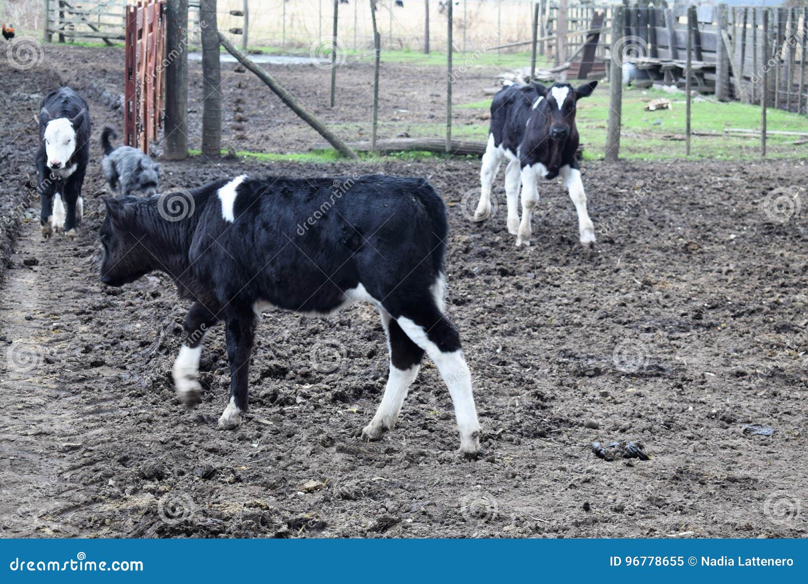 Three calves in a barn. stock image. Image of fence, countryside - 96778655