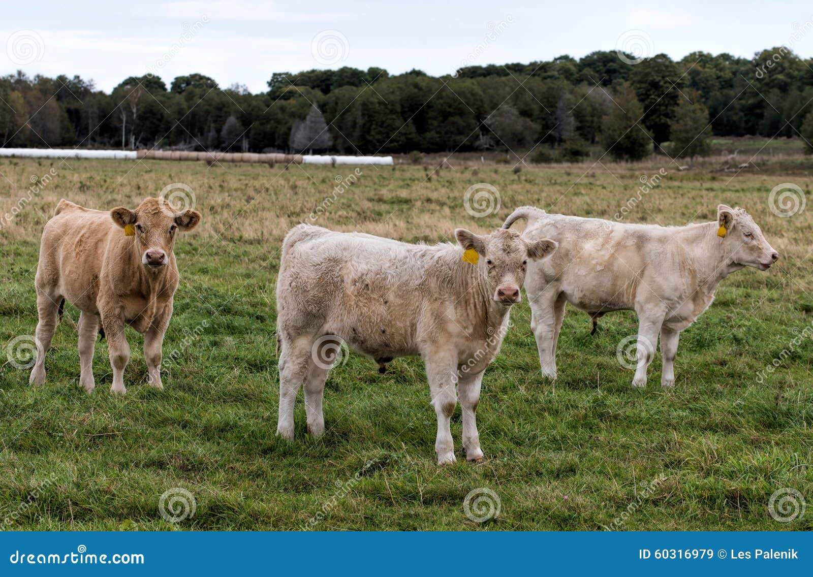 Three calves stock image. Image of livestock, tags, cattle - 60316979