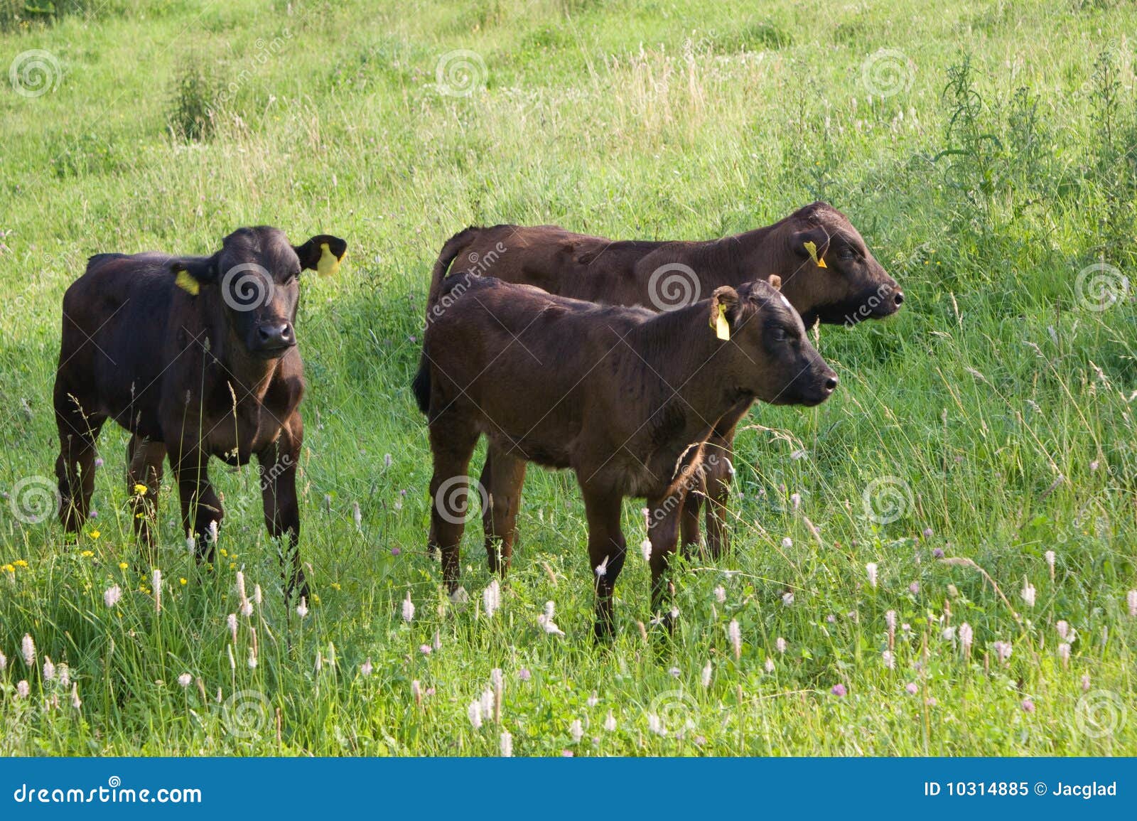 Three calves in pasture stock image. Image of agricultural - 10314885