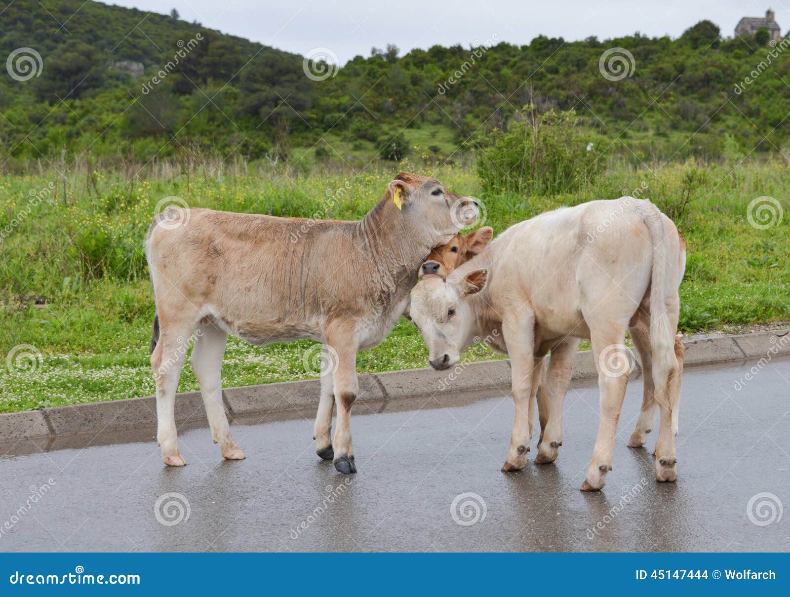 Three calves on the road stock photo. Image of road, europe - 45147444