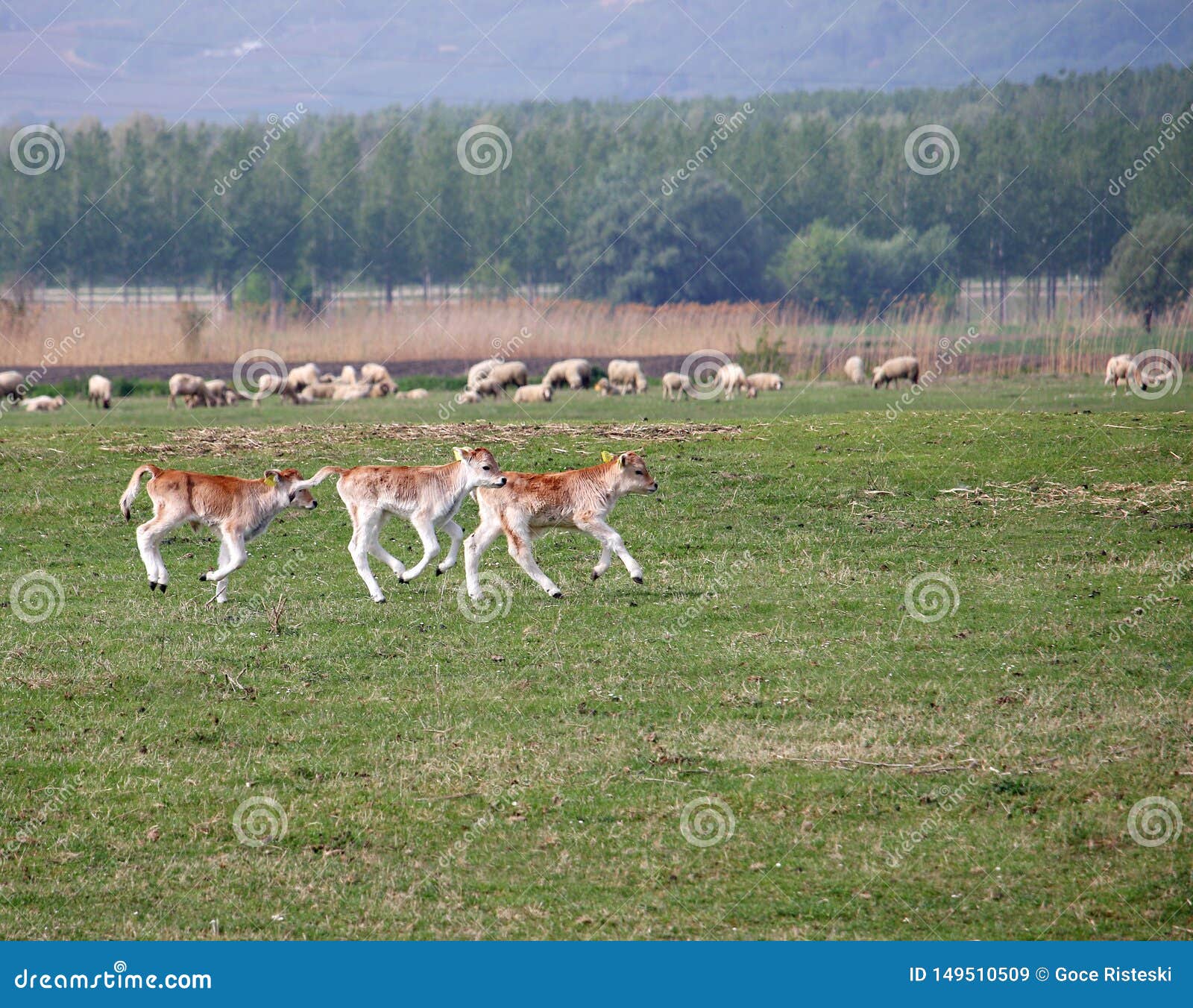 Three Calves Run Across the Field Stock Image - Image of happy ...