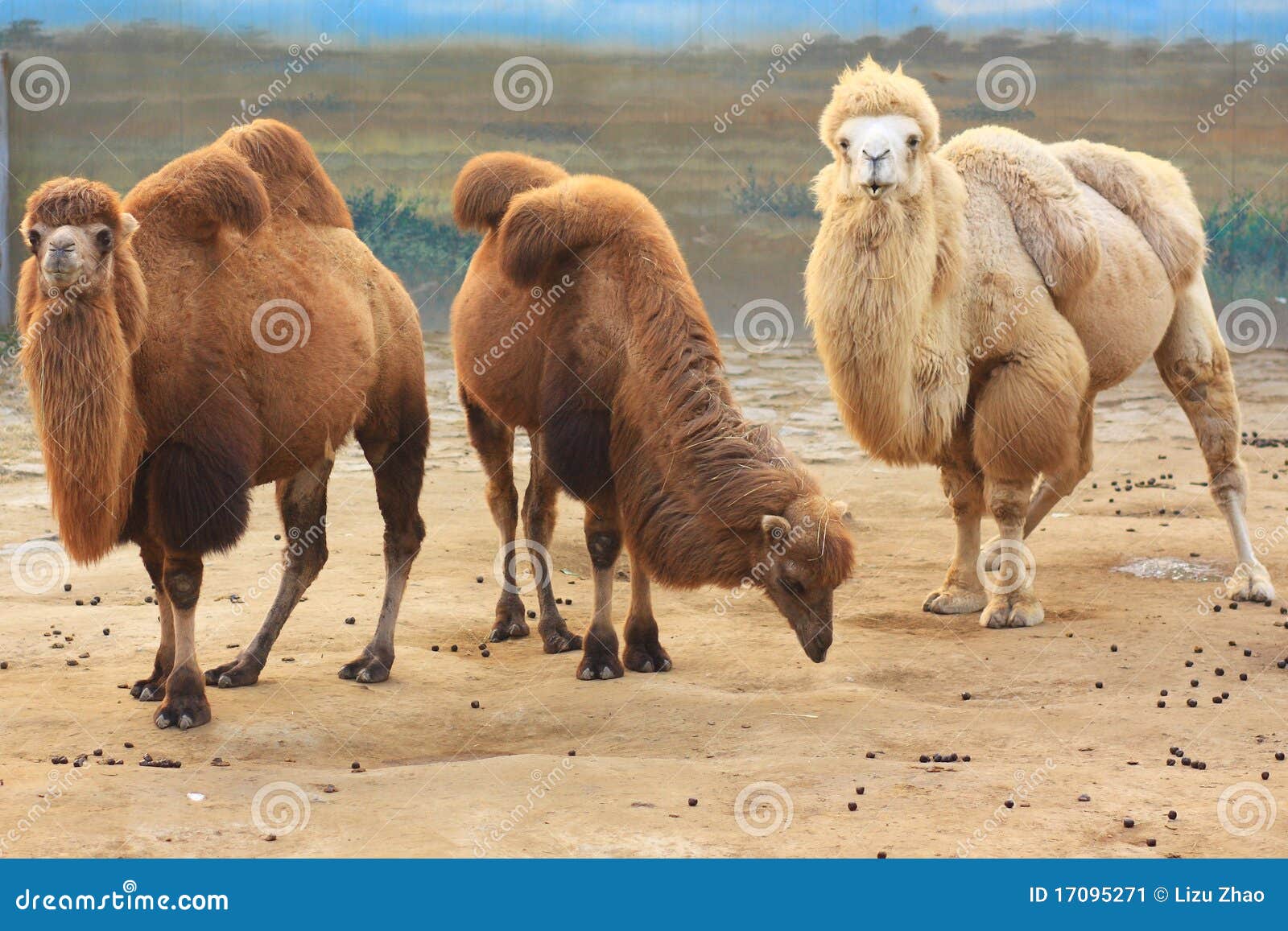 Three camels stock image. Image of gansu, animal, emirates - 17095271