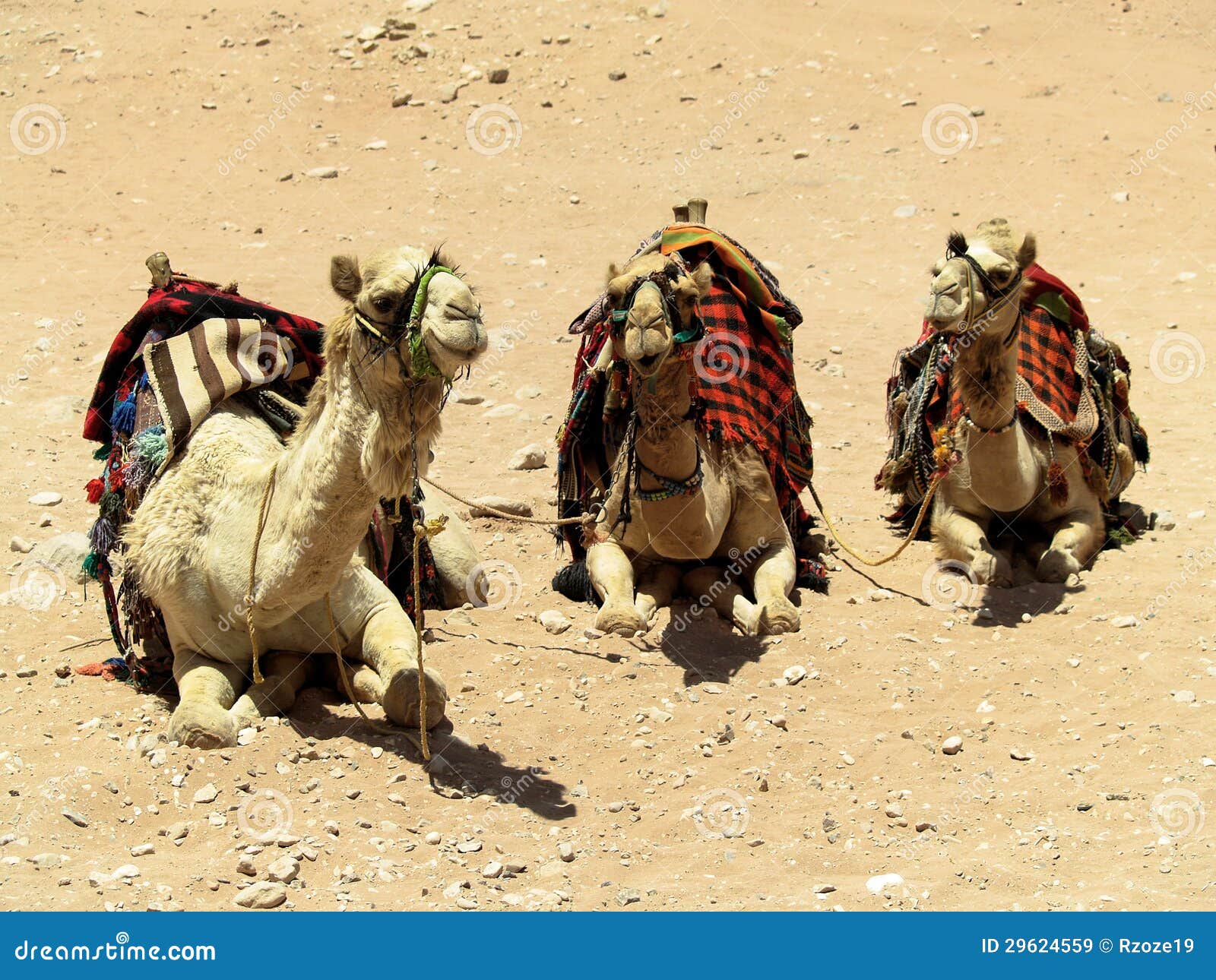 Three camels stock image. Image of vacations, resting - 29624559