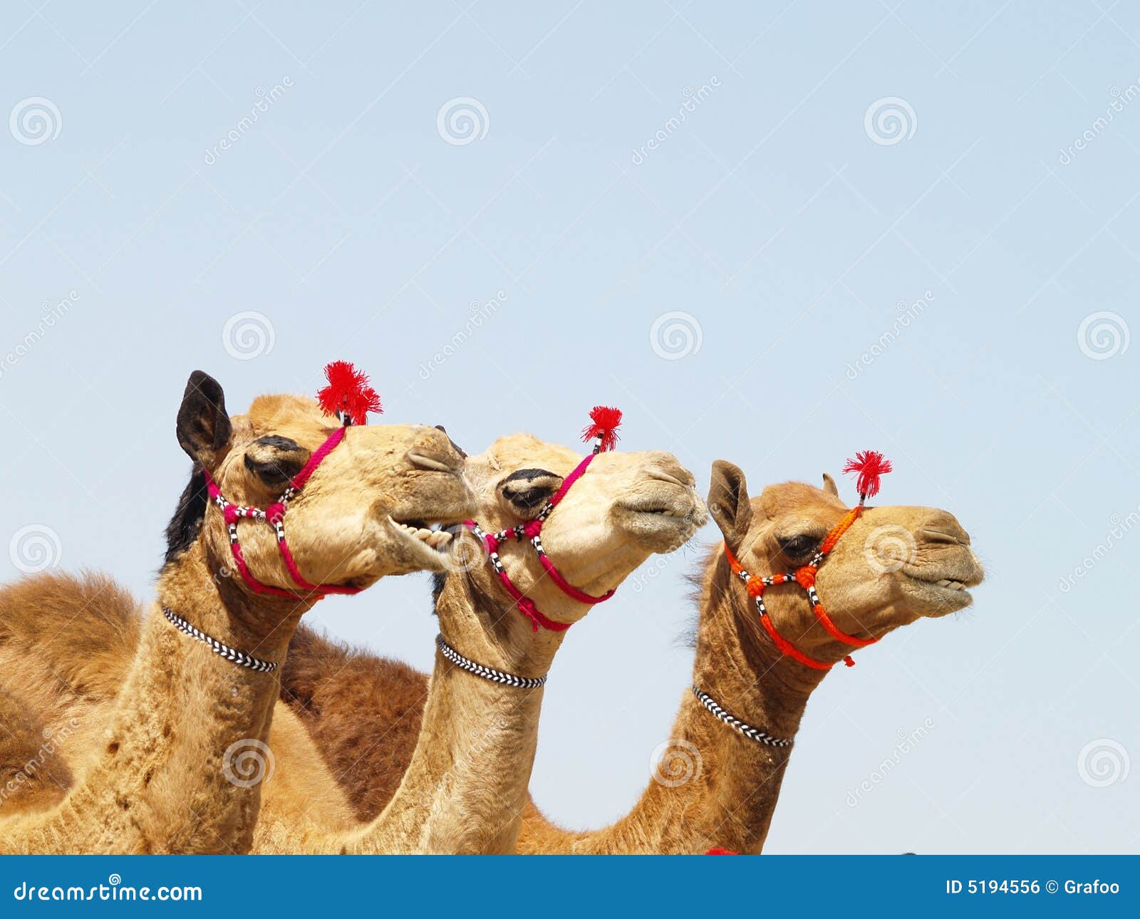 Three camels stock photo. Image of faces, camel, decoration - 5194556