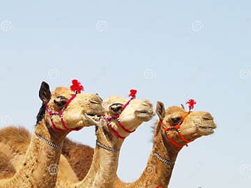Three camels stock photo. Image of animal, asian, heads - 5194556