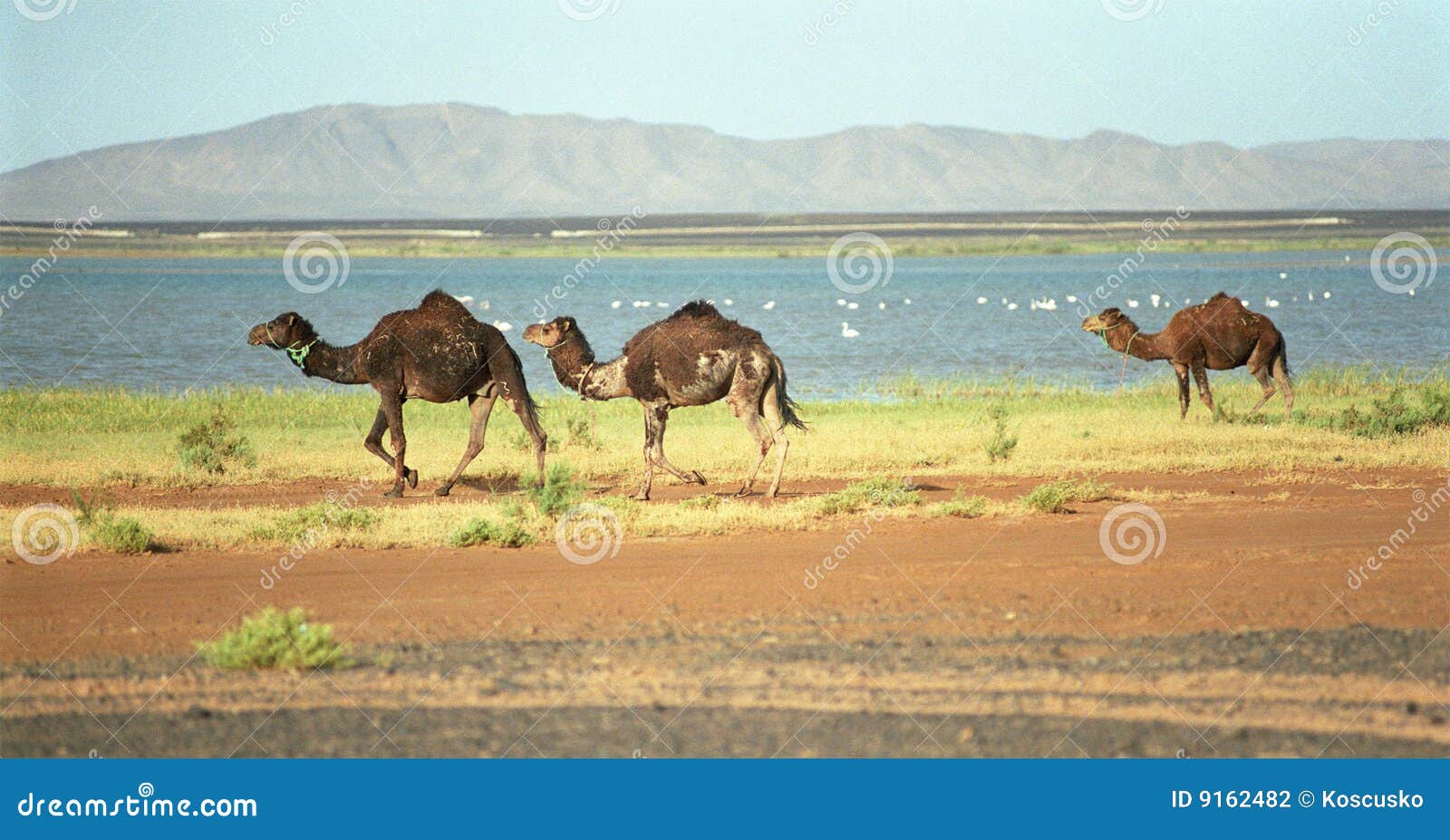 Three camels stock photo. Image of morocco, tourism, merzouga - 9162482