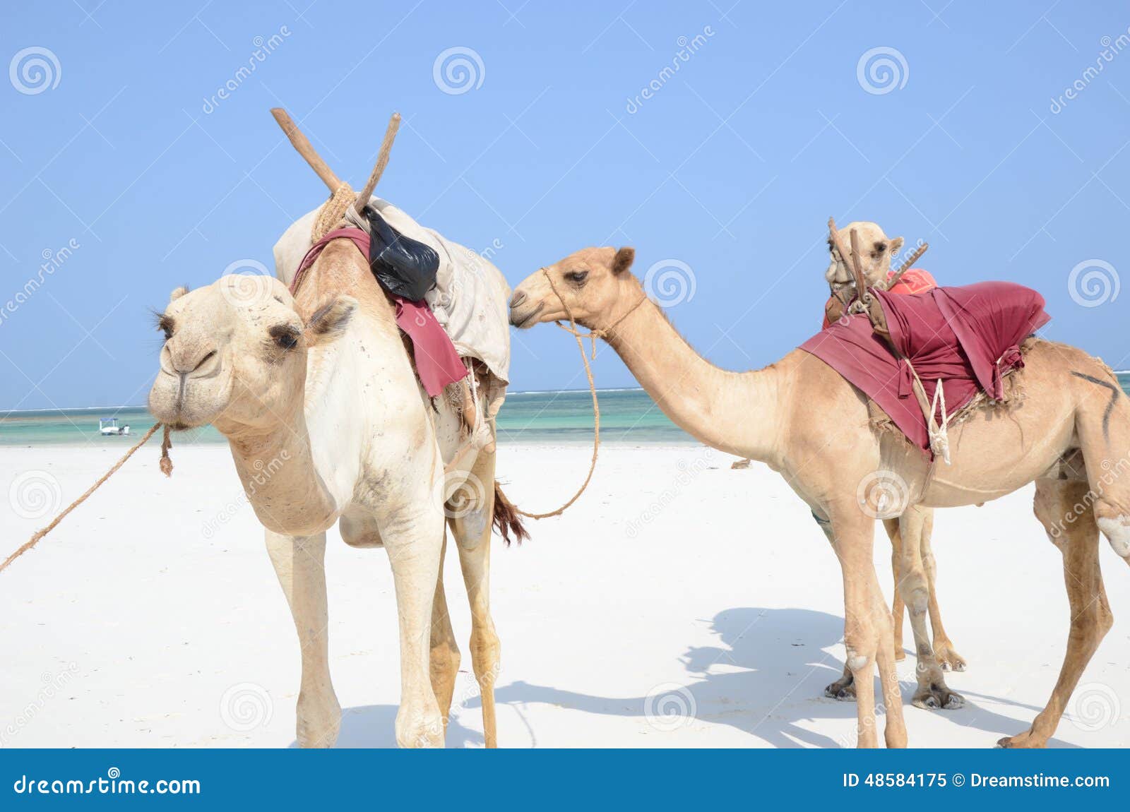 Three camels at the beach stock image. Image of handler - 48584175