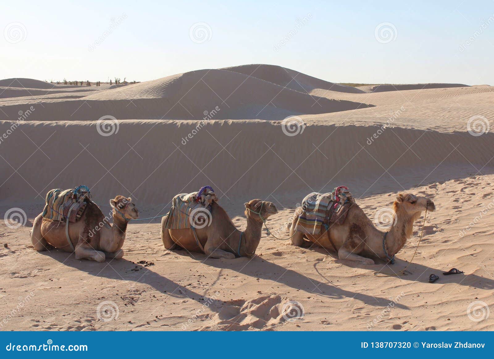 Three Camels Stock Photography | CartoonDealer.com #5194556