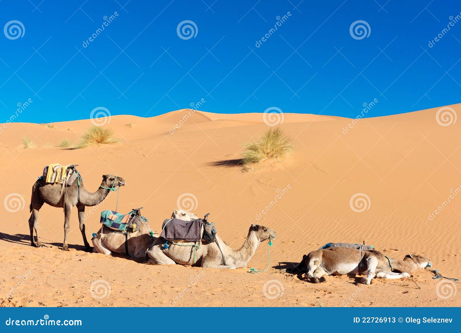 Three camels in desert stock image. Image of arid, camel - 22726913