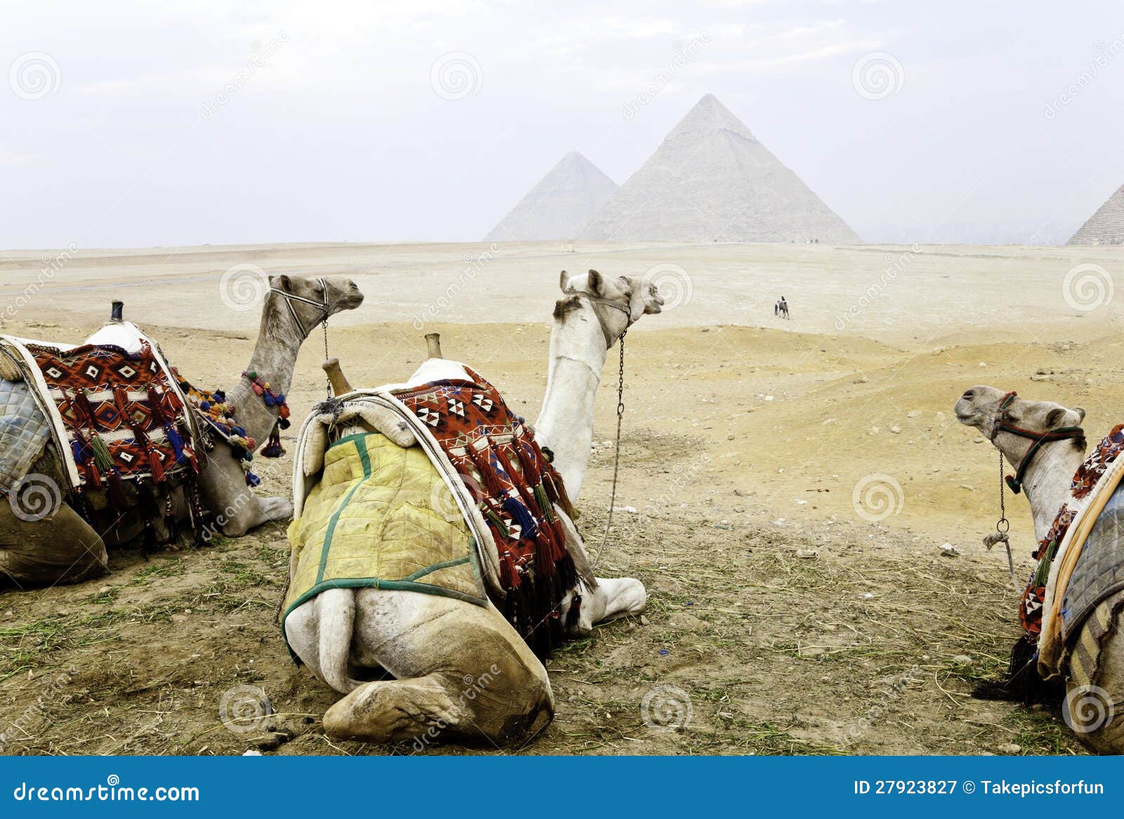Three Camels and the Great Pyramids Stock Image - Image of egyptian ...