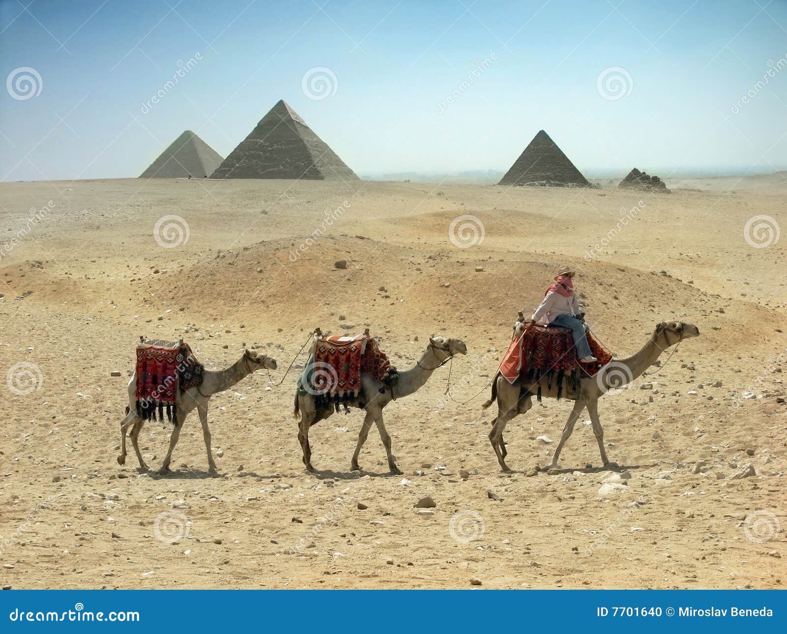 Three camels and pyramids stock photo. Image of domestic - 7701640