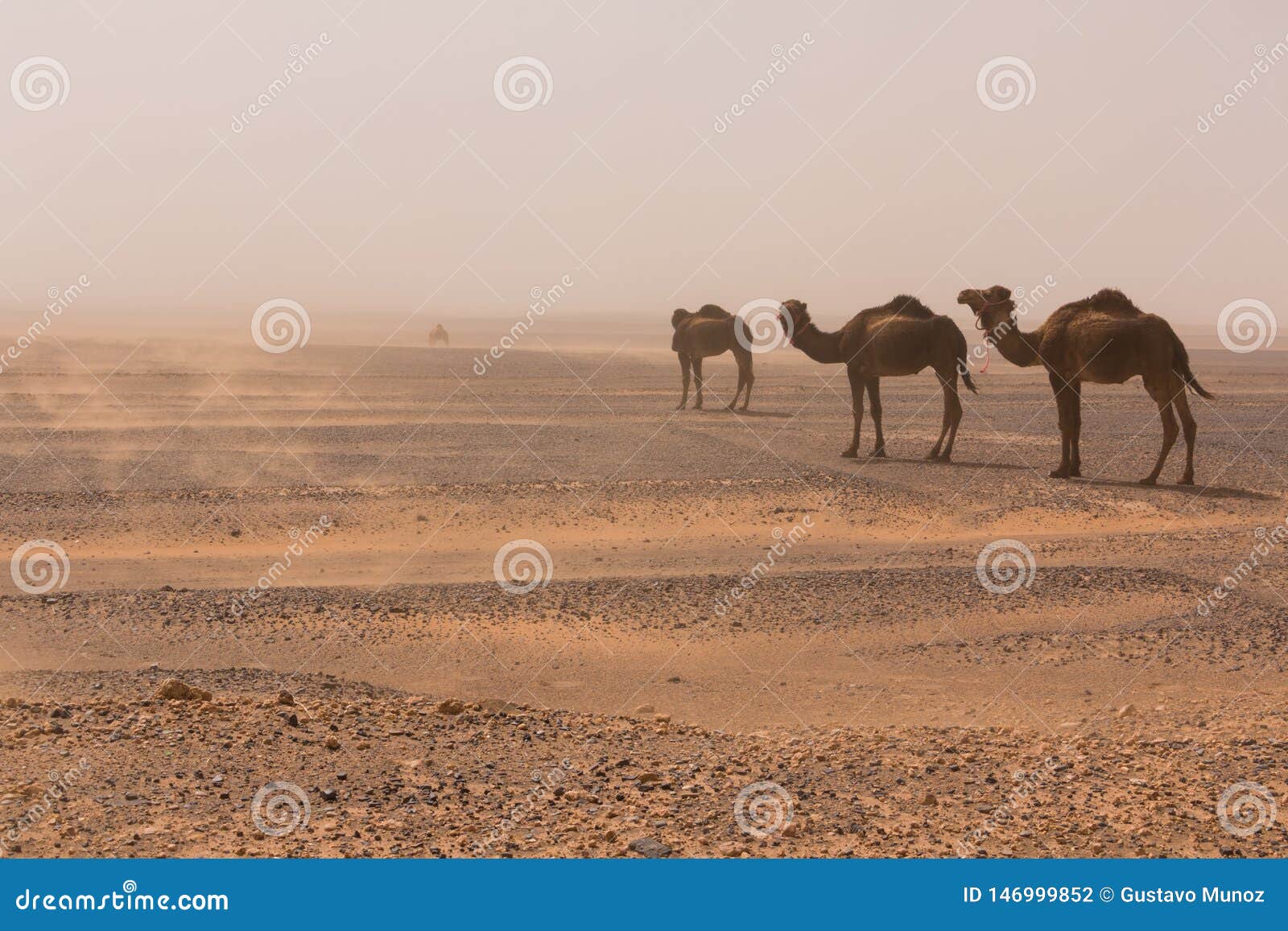 Three Camels Walk through the Erg Chebbi Desert through a Sandstorm ...