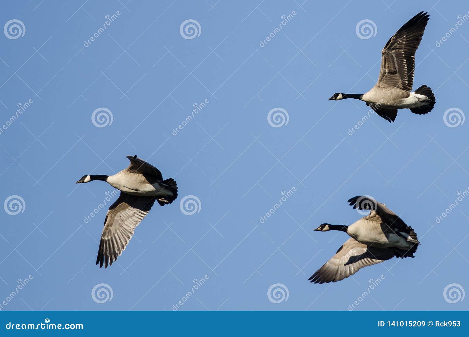 Three Canada Geese Flying in a Blue Sky Stock Image - Image of animal ...