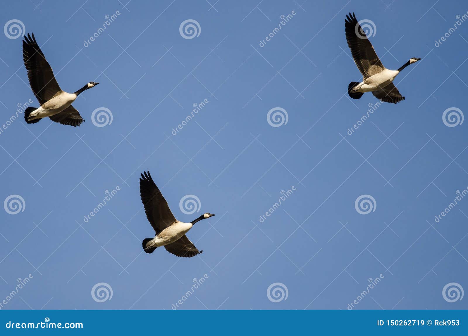 Three Canada Geese Flying in a Blue Sky Stock Image - Image of animal ...