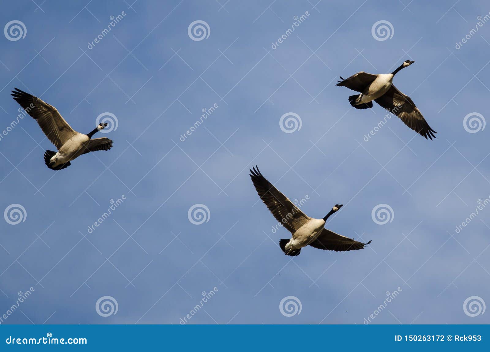 Three Canada Geese Flying in a Blue Sky Stock Photo - Image of wildlife ...
