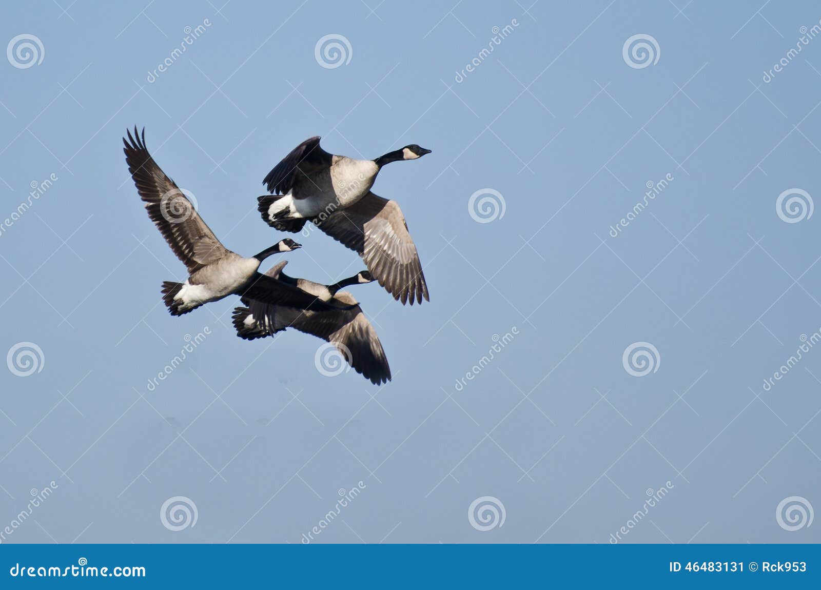 Three Canada Geese Flying in Blue Sky Stock Image - Image of clear ...