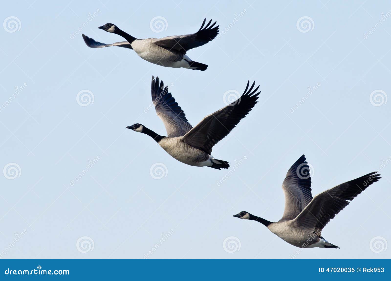 Three Canada Geese Flying In A Blue Sky Royalty-Free Stock Photography ...