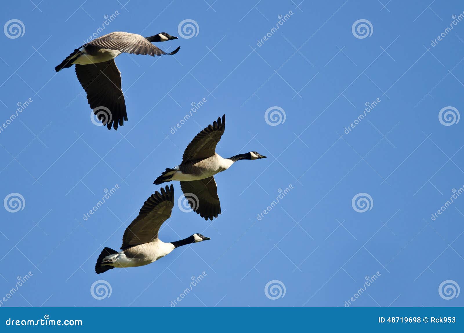 Three Canada Geese Flying in a Blue Sky Stock Photo - Image of wildlife ...