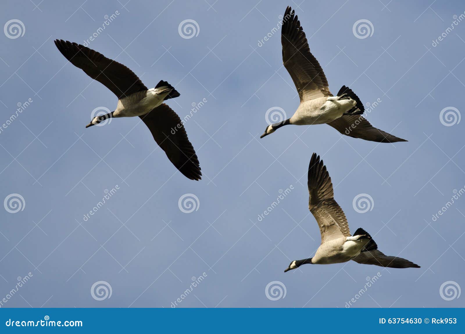 Three Canada Geese Flying in a Blue Sky Stock Photo - Image of flying ...