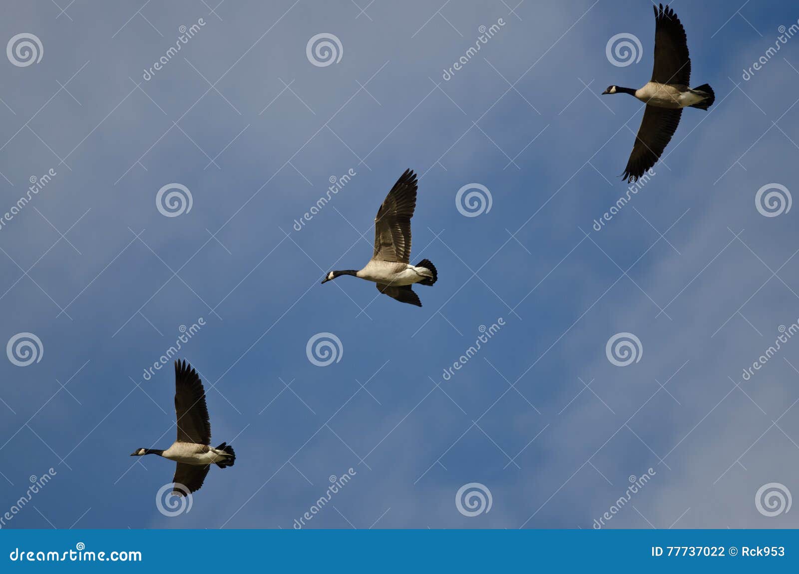 Three Canada Geese Flying in a Blue Sky Stock Photo - Image of north ...