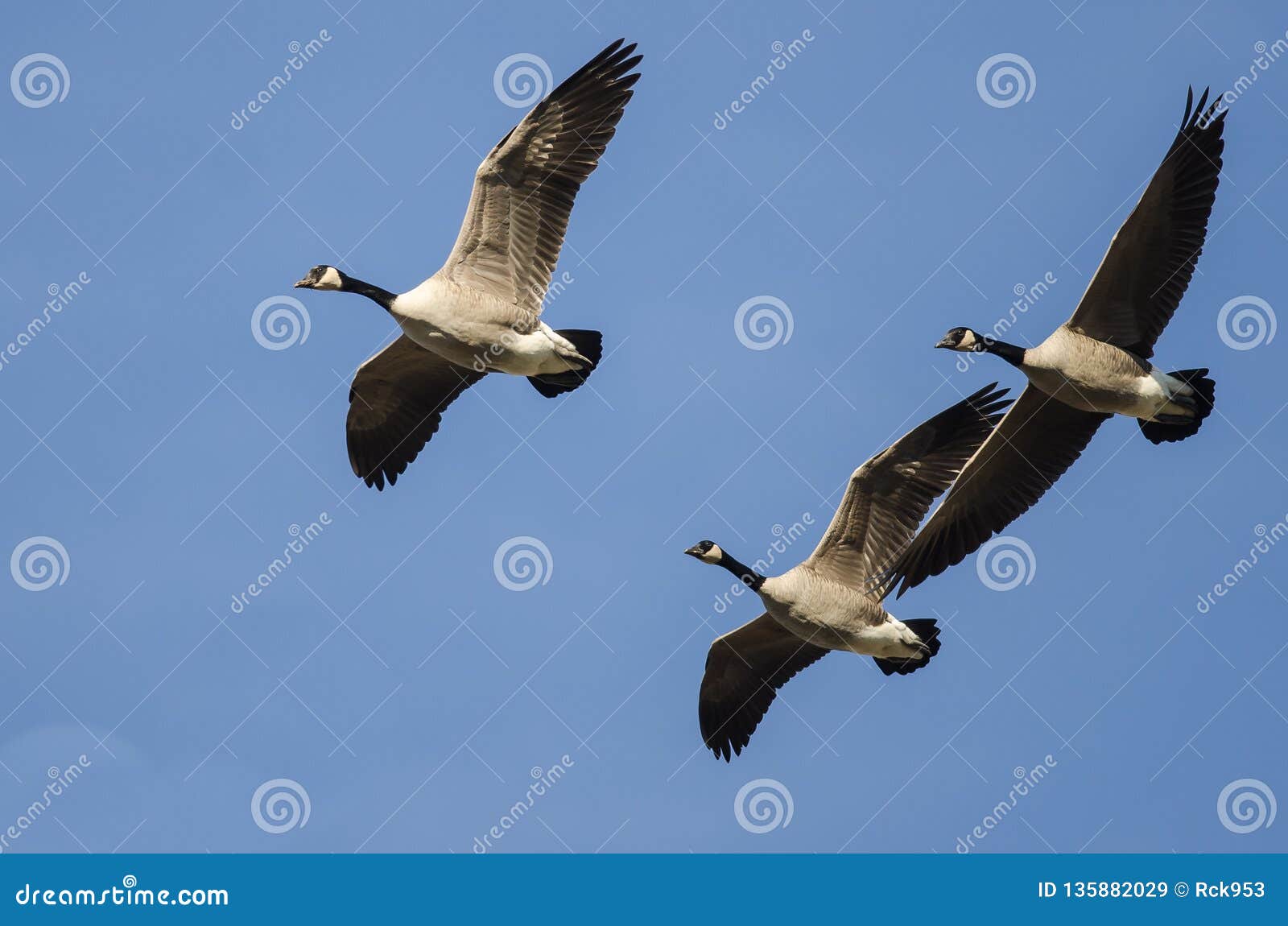 Three Canada Geese Flying in a Blue Sky Stock Image - Image of blue ...