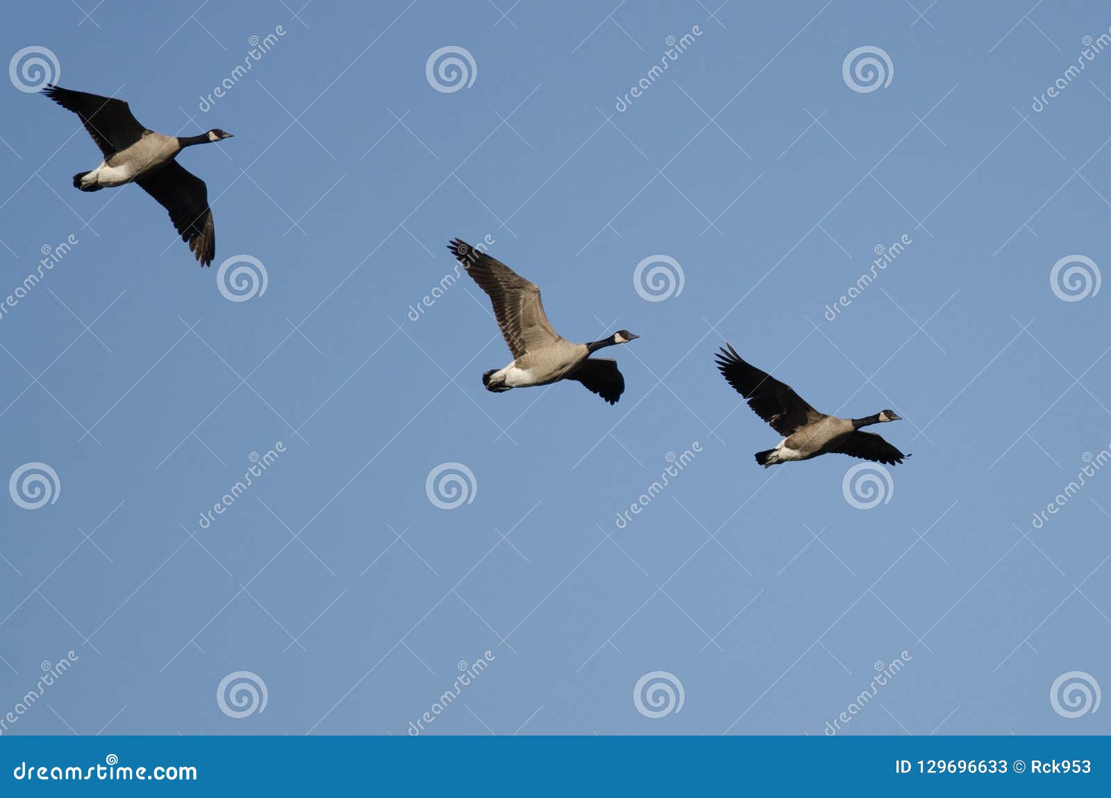 Three Canada Geese Flying in a Blue Sky Stock Image - Image of clear ...