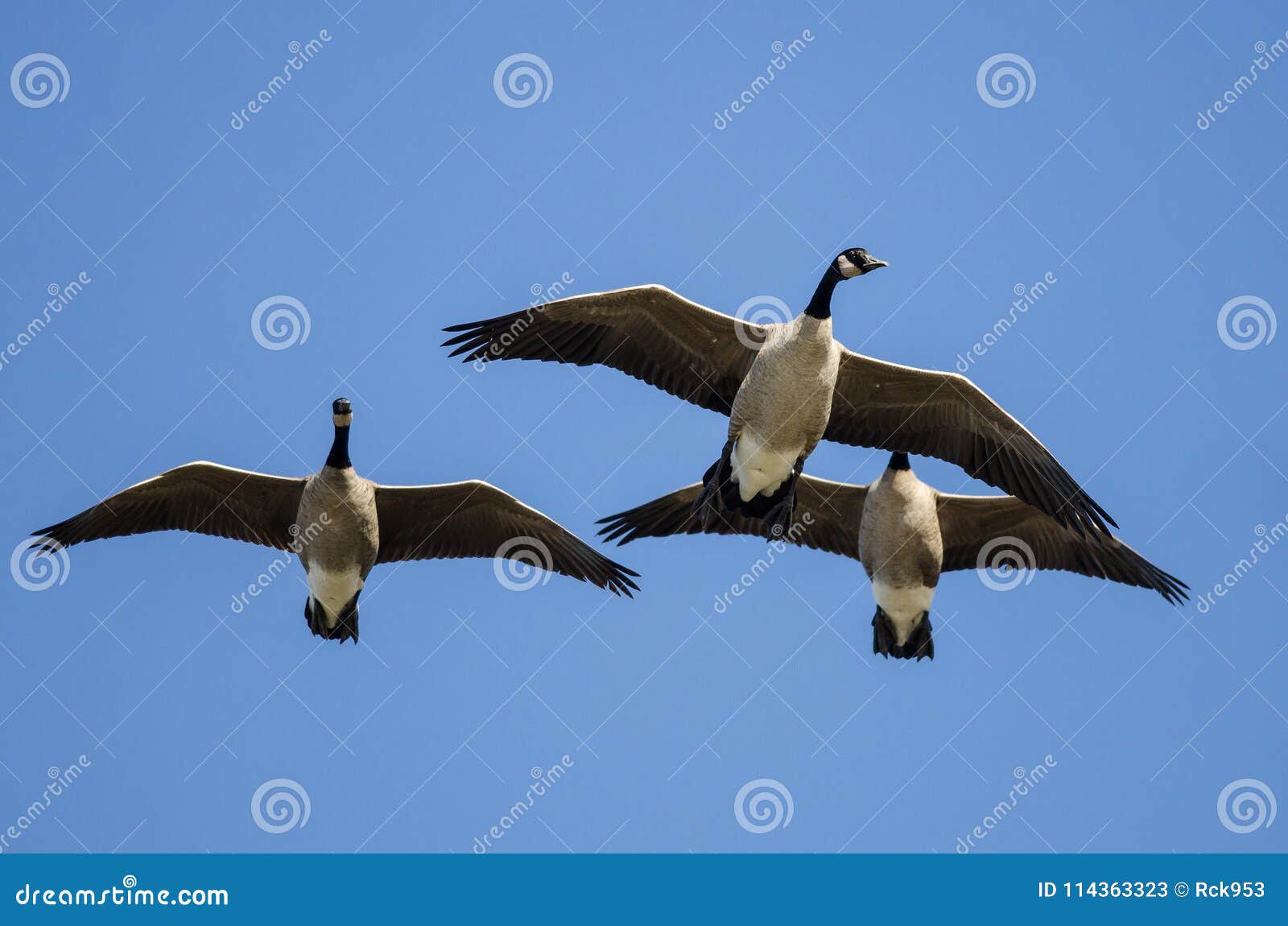 Three Canada Geese Flying in a Blue Sky Stock Image - Image of black ...