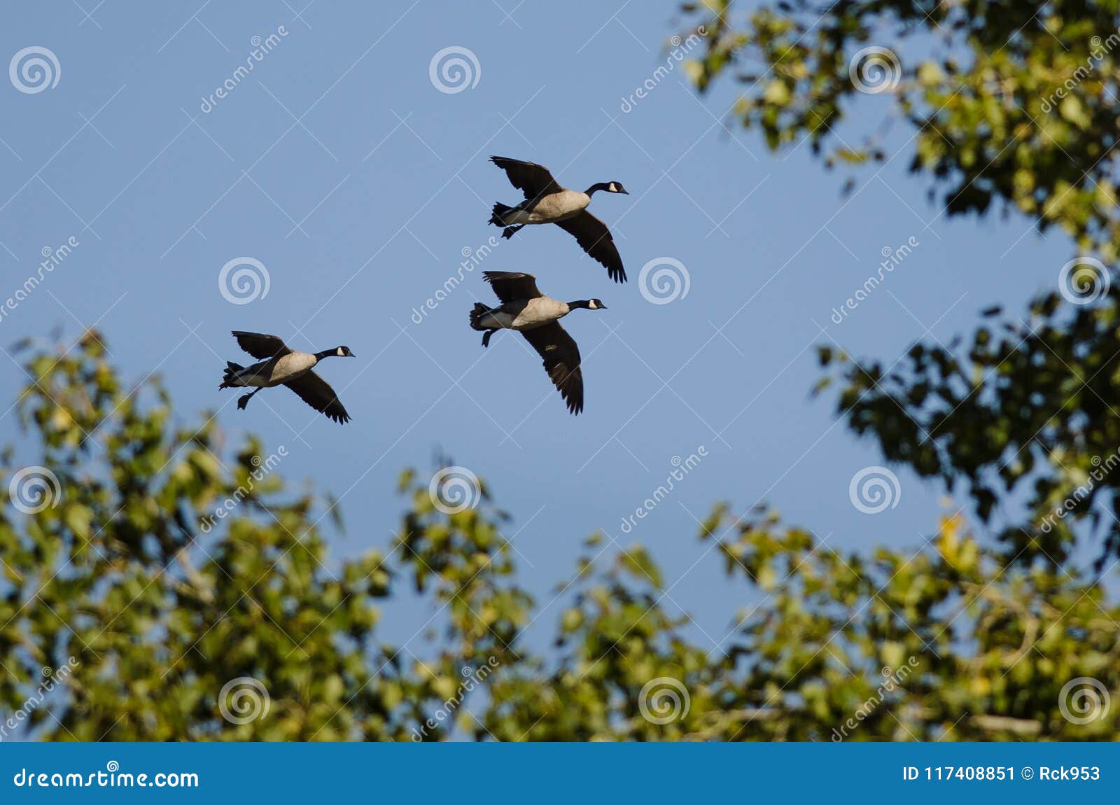 Three Canada Geese Flying Past the Autumn Trees Stock Image - Image of ...