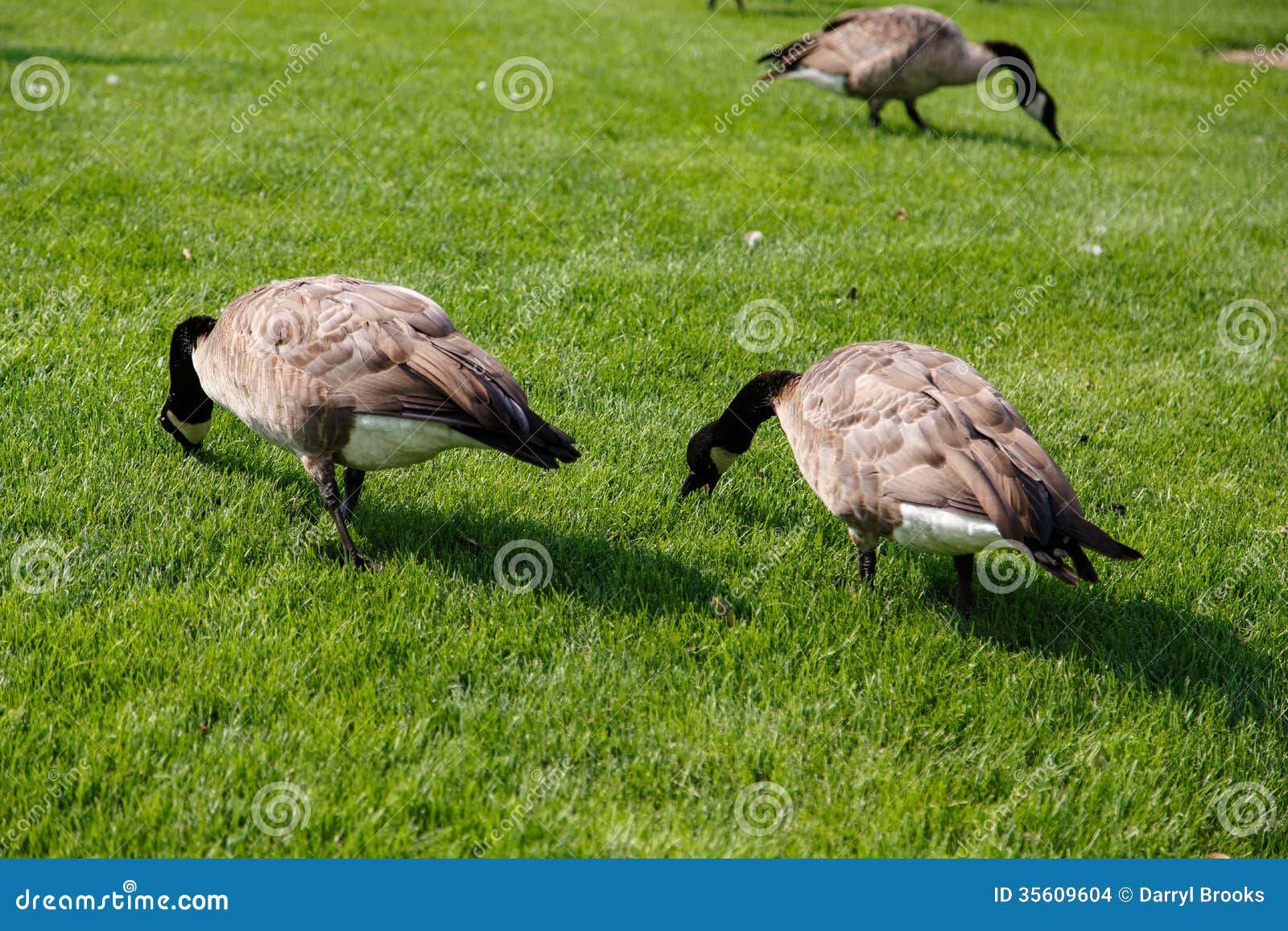 Three Canada Geese Grazing stock photo. Image of waterfowl - 35609604