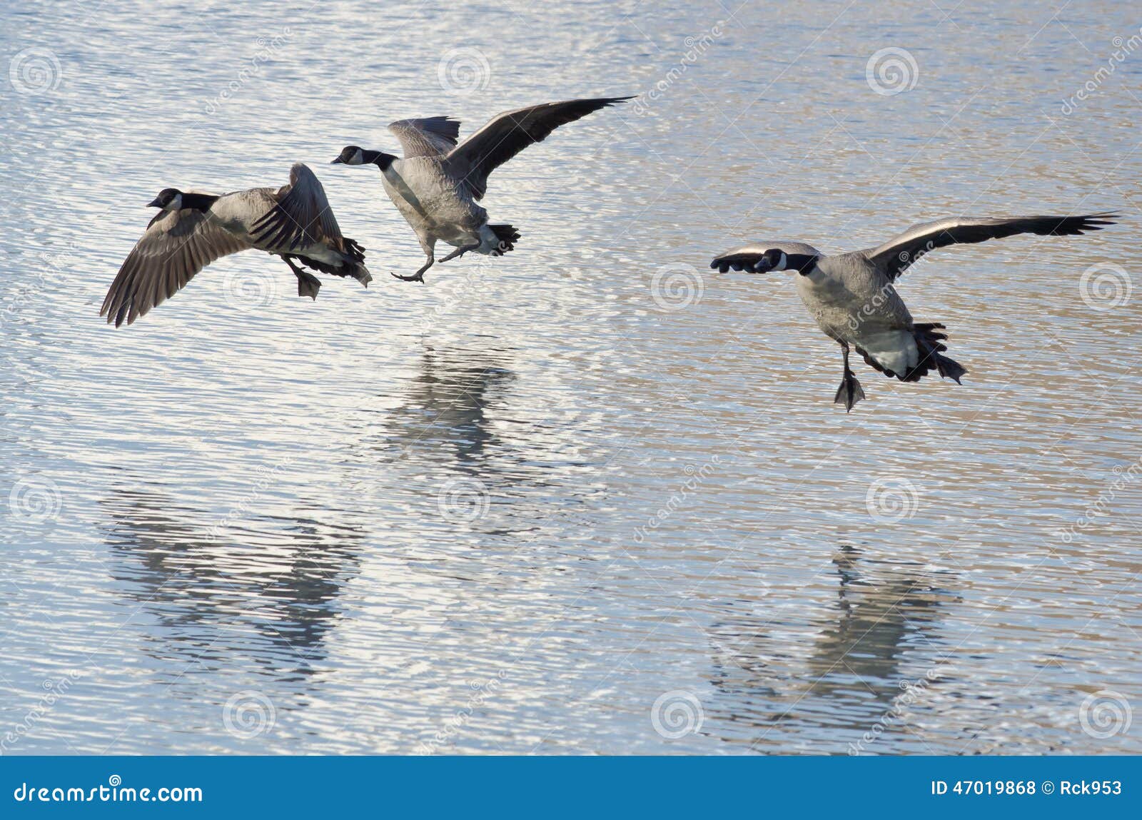 Three Canada Geese Landing on Winter Lake Stock Photo - Image of north ...