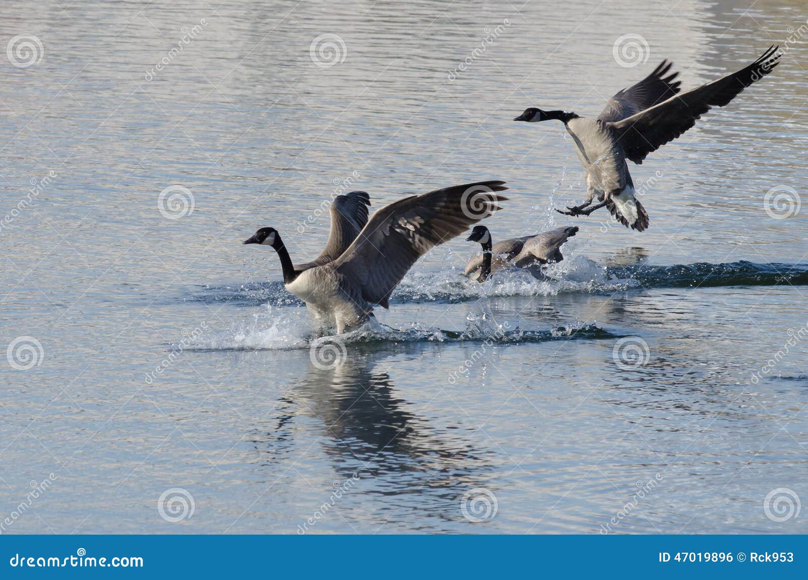 Three Canada Geese Landing on Winter Lake Stock Photo - Image of north ...