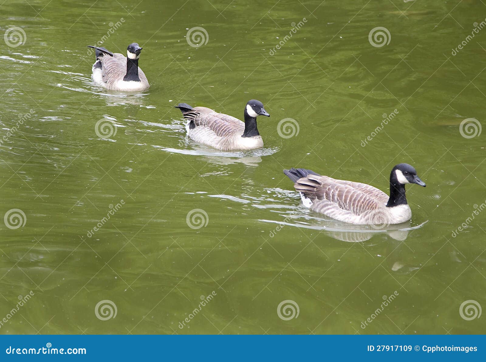 Three Canada Geese Swimming in Formation with Copy Space Stock Image ...