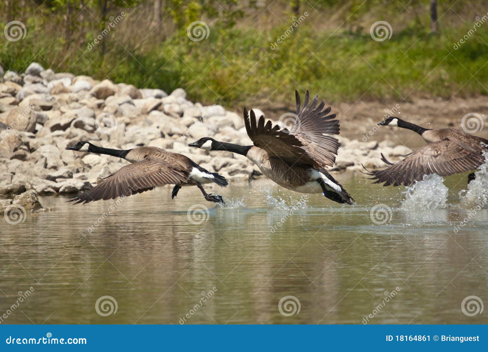 268 Flying Geese Taking Off Water Stock Photos - Free & Royalty-Free ...
