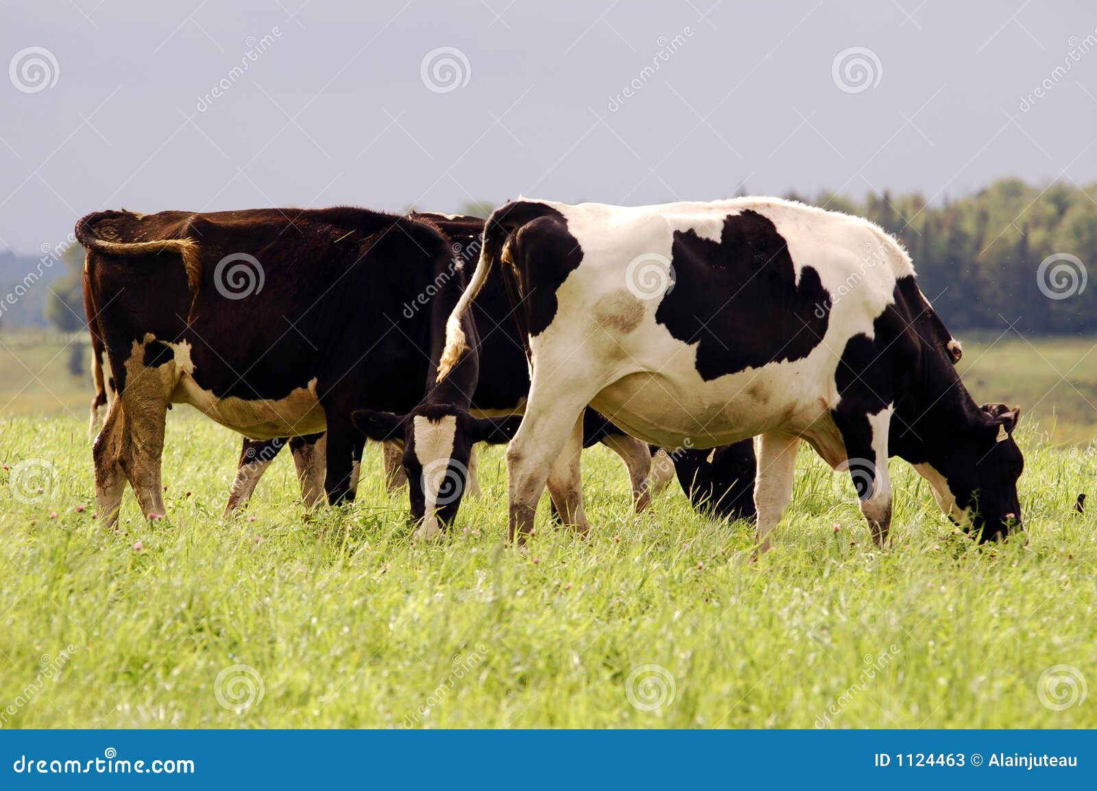 Three canadian cows stock image. Image of country, canadian - 1124463