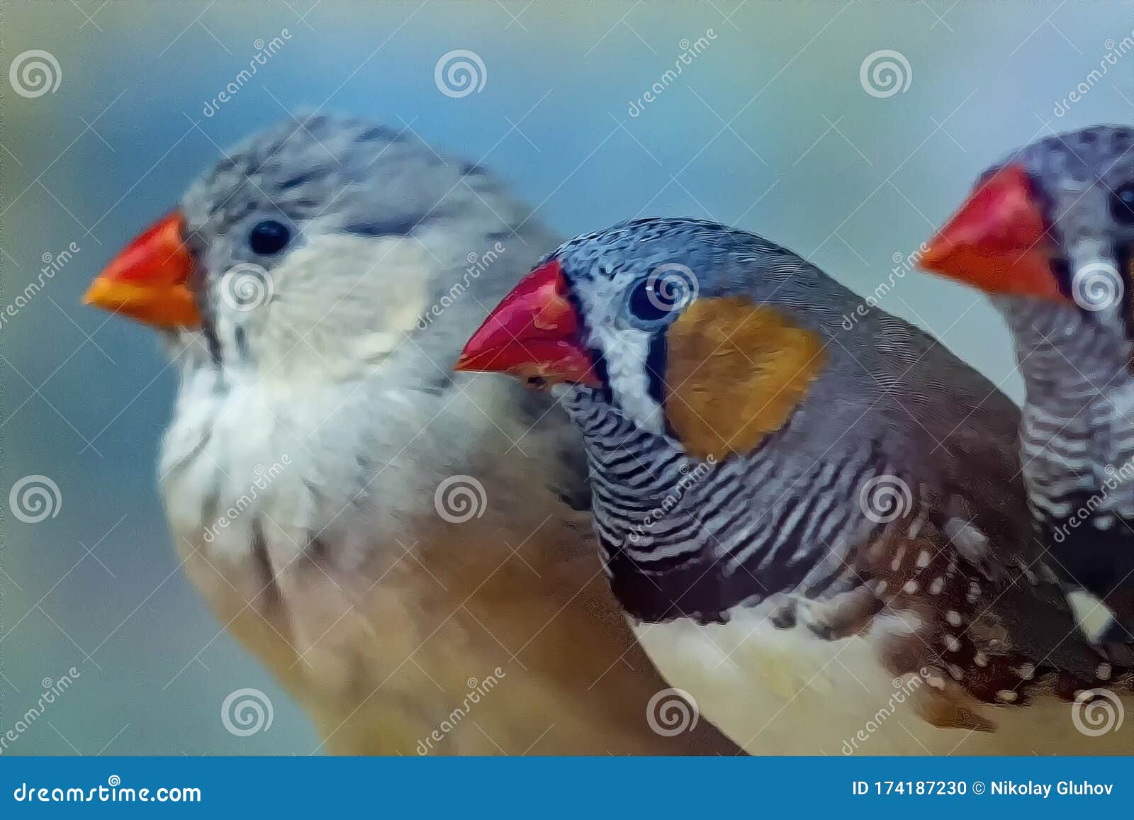 Three Canaries. Nature. Front Side View. Nature Stock Photo - Image of ...