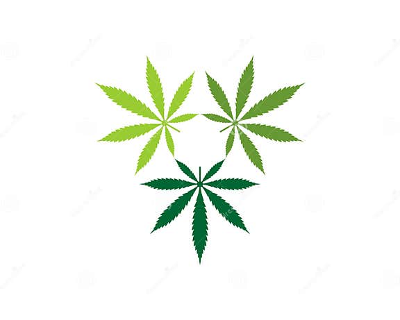 Three Cannabis Leaf with Triangle Shape Logo Stock Illustration ...