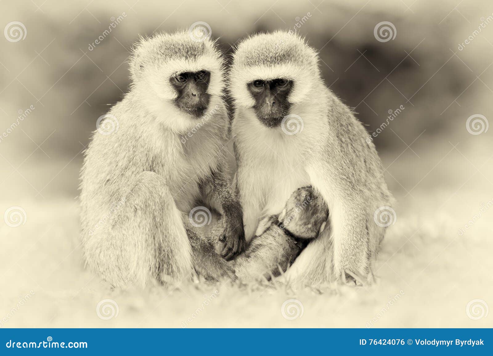 Three Vervet Monkeys Preening Each Other Stock Photo | CartoonDealer ...