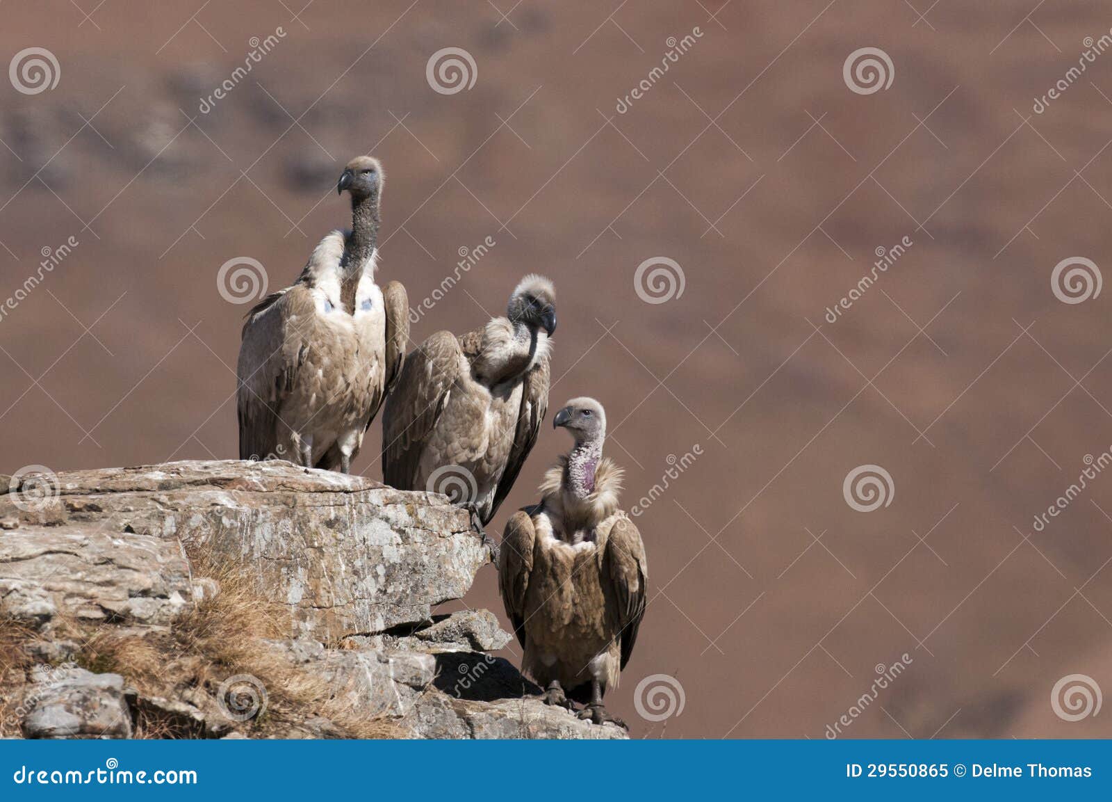 Three Cape Vulture S Sitting on a Rock Ledge at Various Heights Stock ...