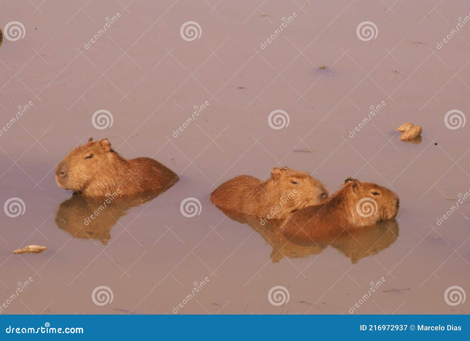 Three Capybaras in the River Stock Image - Image of yellow, soil: 216972937